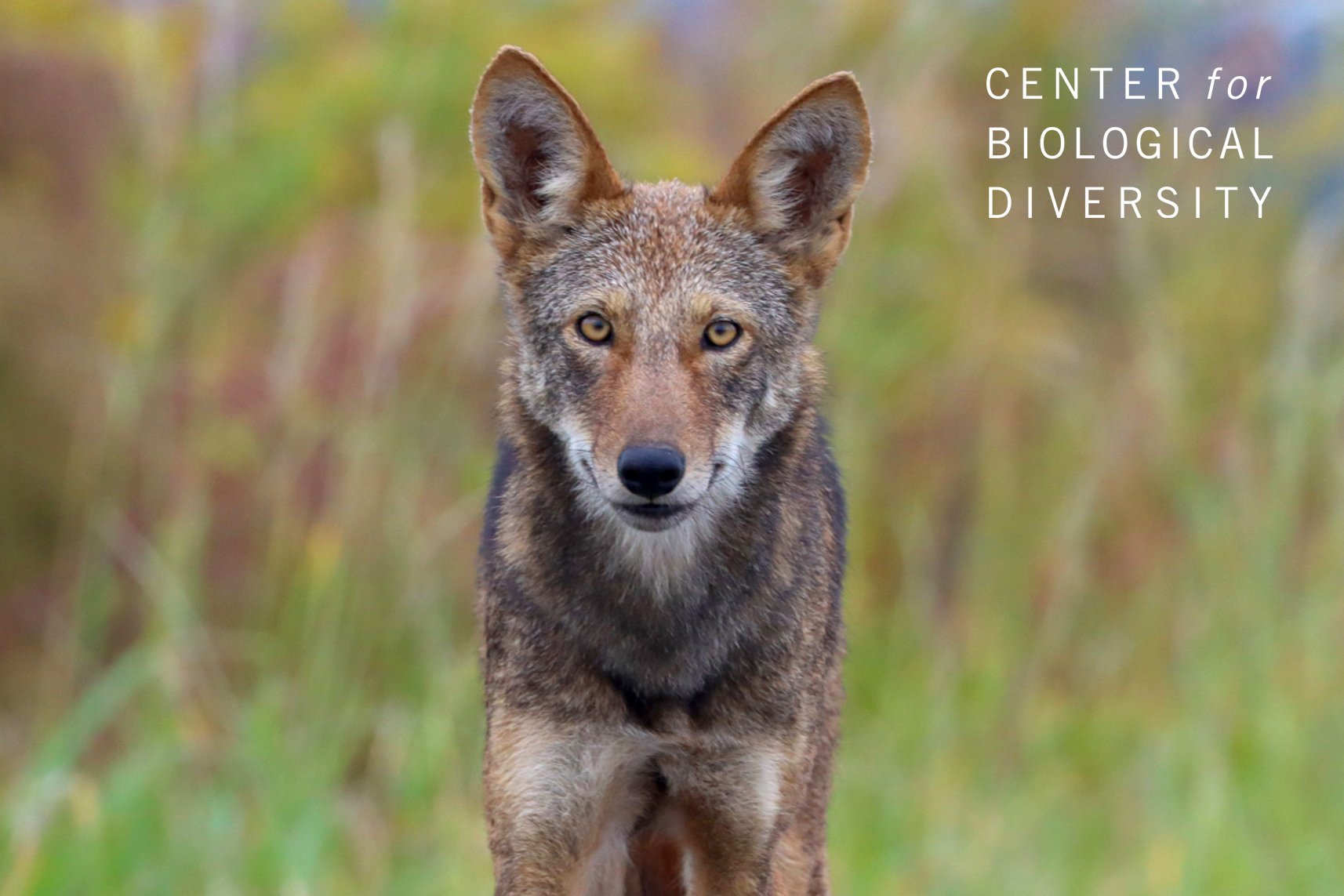 Save Red Wolves - Red Wolf License Plate Design Unveiled